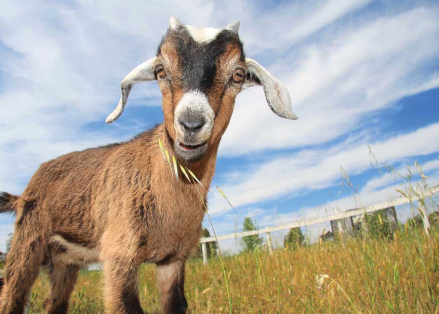 Savanna Goat Field Day - Duncan Convention & Visitor's Bureau