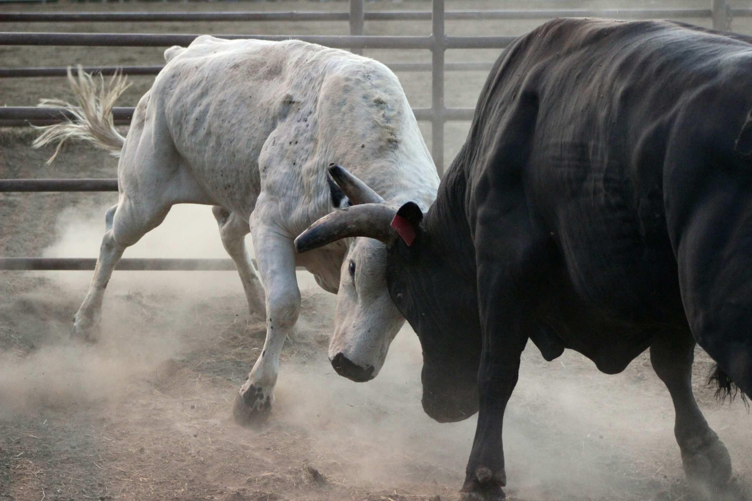 World Senior Professional Bull Riders Finals - Duncan Convention ...