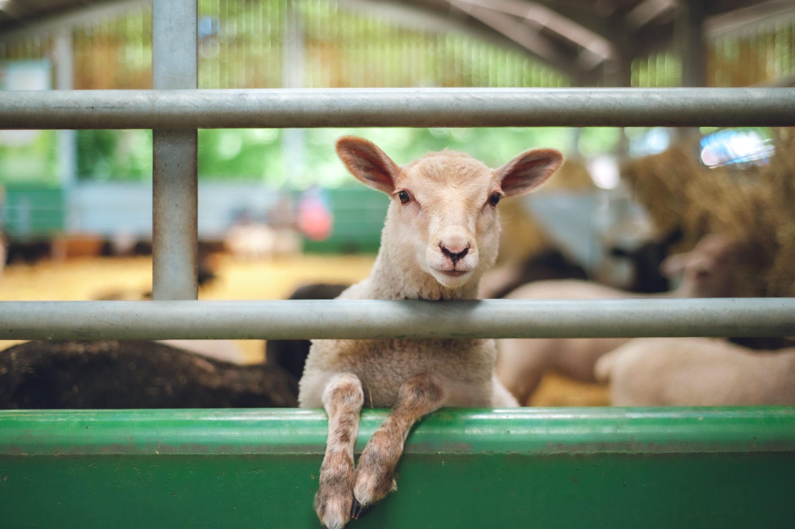 Stephens County Junior Livestock Show - Duncan Convention & Visitor's ...